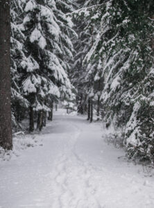 Winter atmosphere - ygg&lyng